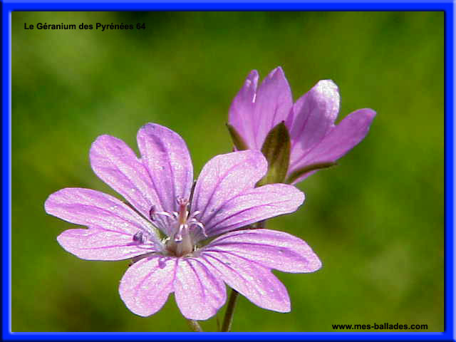 LA FLORE DANS LES PYRENEES-ATLANTIQUES (64) LA FLORE DANS LES PYRENEES-ATLANTIQUES (64)